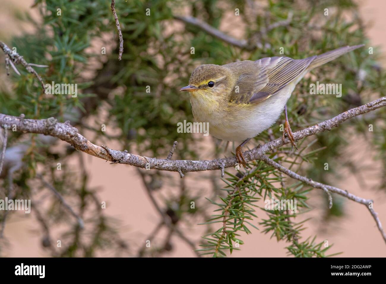 Fitis (Phylloscopus trochilus Stock Photo - Alamy