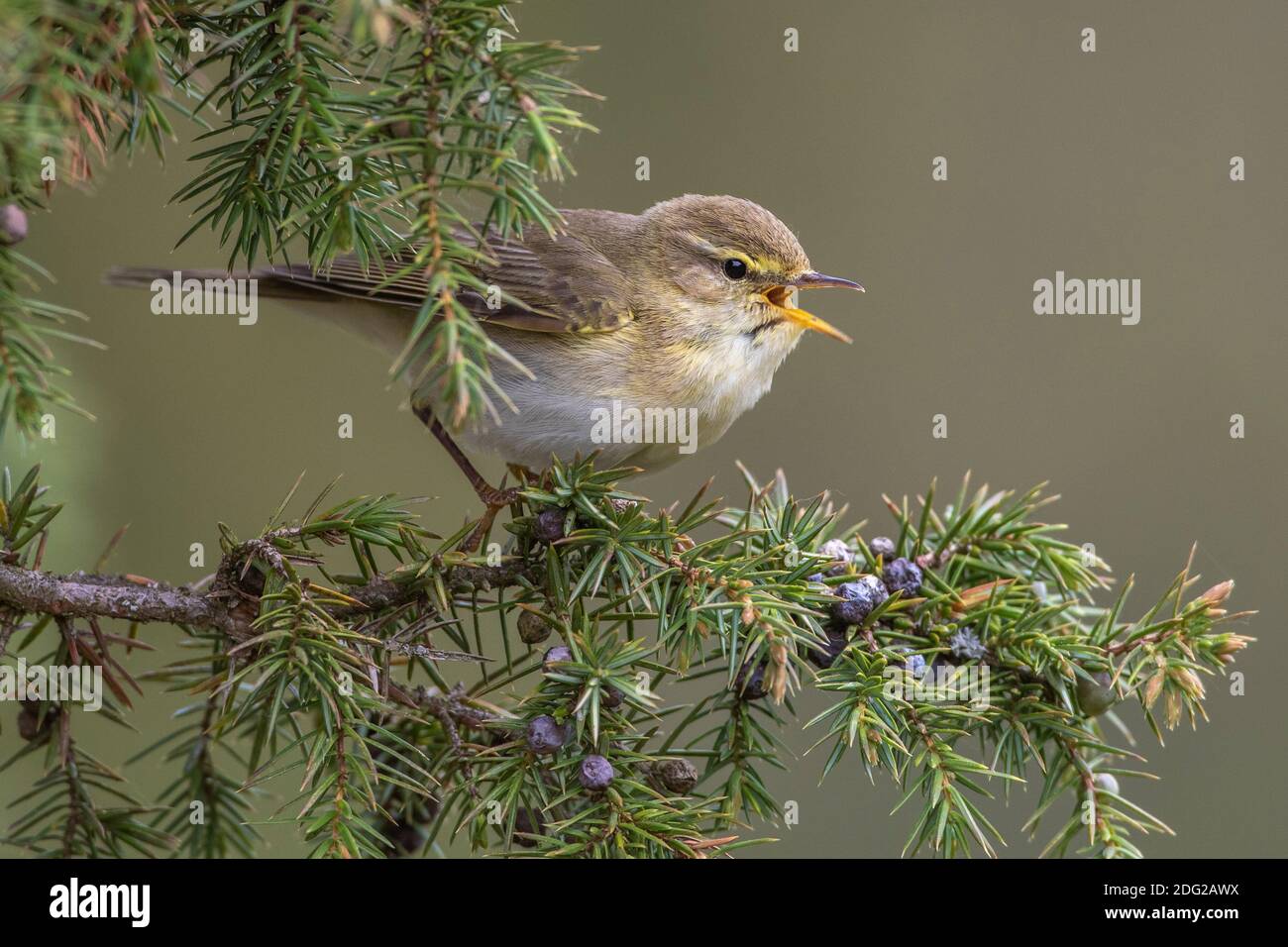 Fitis (Phylloscopus trochilus Stock Photo - Alamy