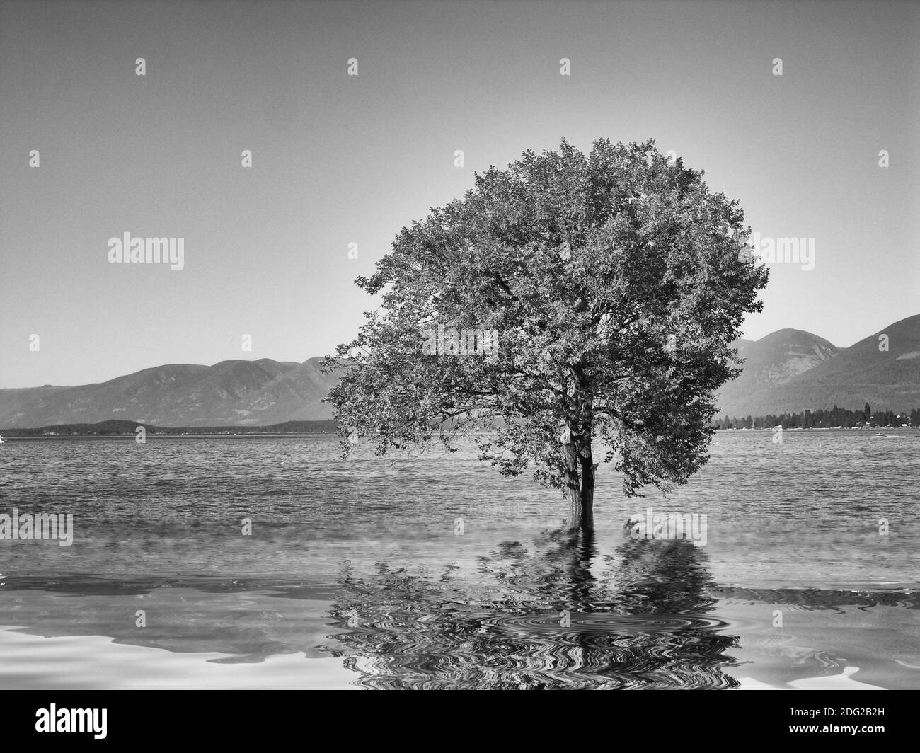Black and white picture of a tree with reflection in the water Stock ...