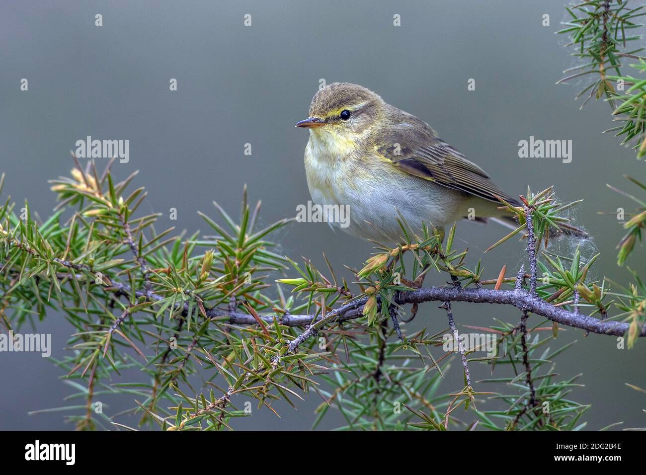 Fitis (Phylloscopus trochilus Stock Photo - Alamy