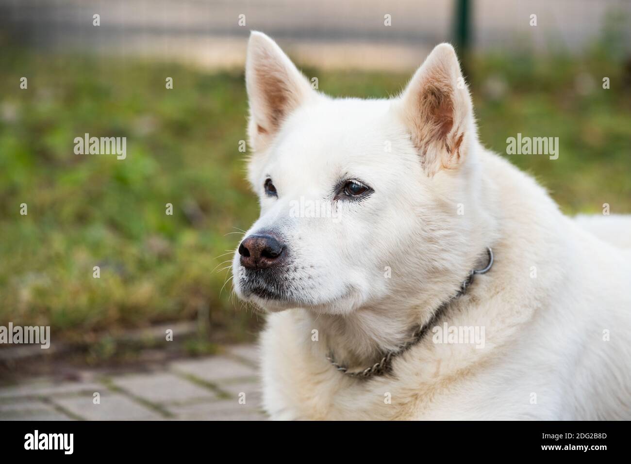 Old white swiss shepherd dog poses outside Stock Photo - Alamy