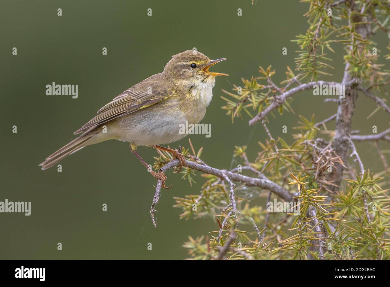 Fitis (Phylloscopus trochilus Stock Photo - Alamy