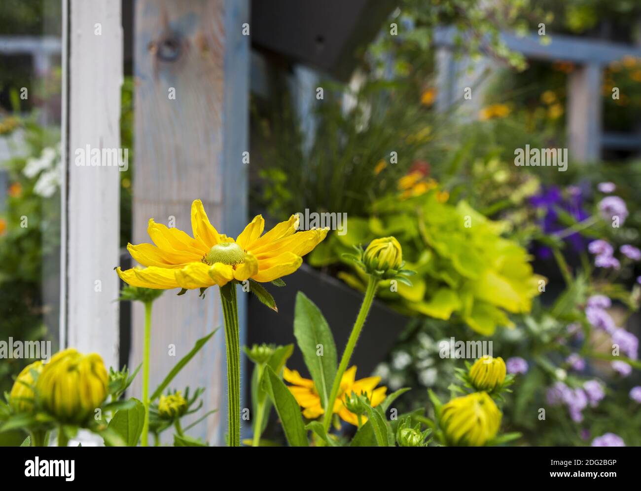 Flower arrangement window hi-res stock photography and images - Alamy