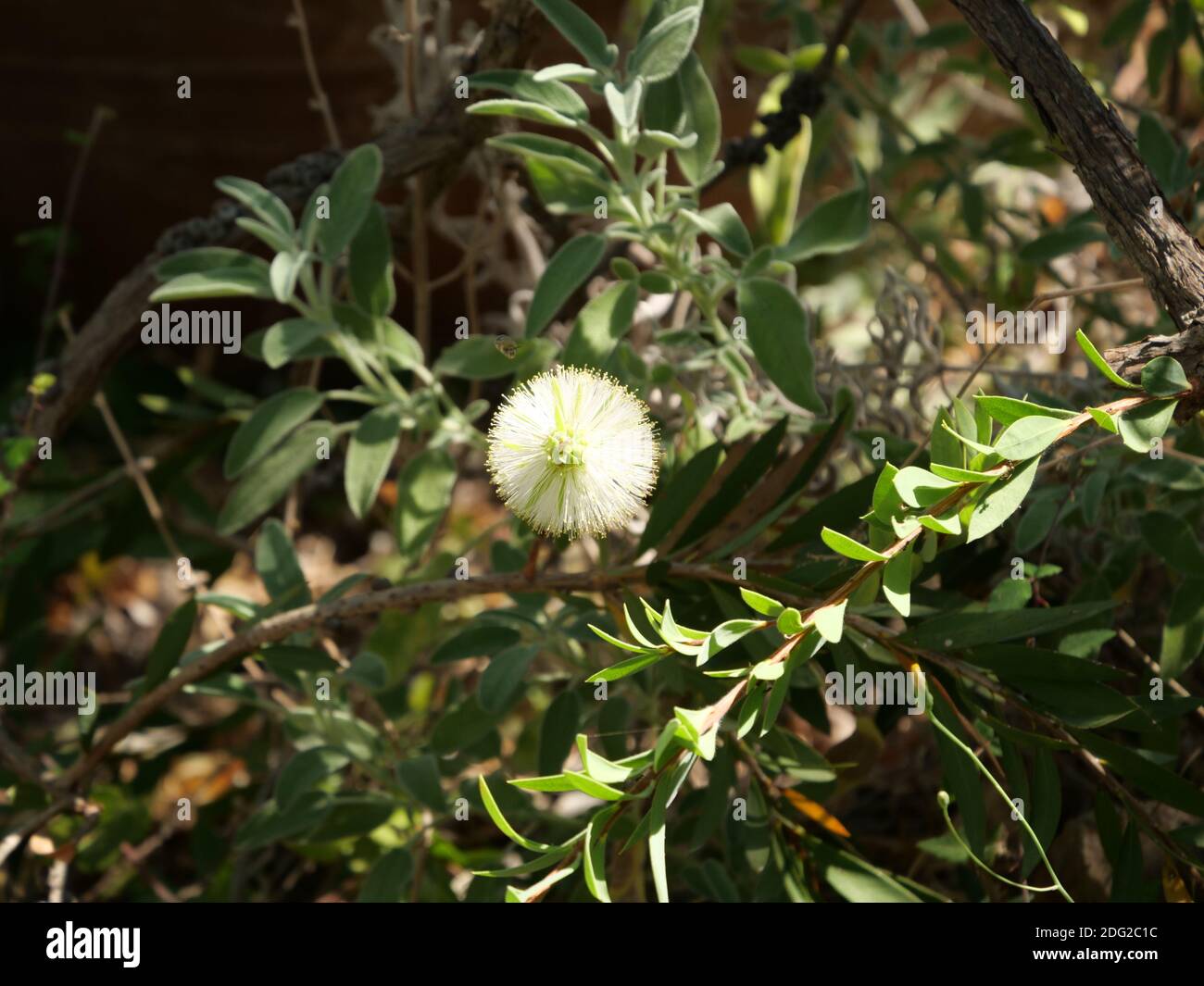 Myrtle flower white hi-res stock photography and images - Alamy