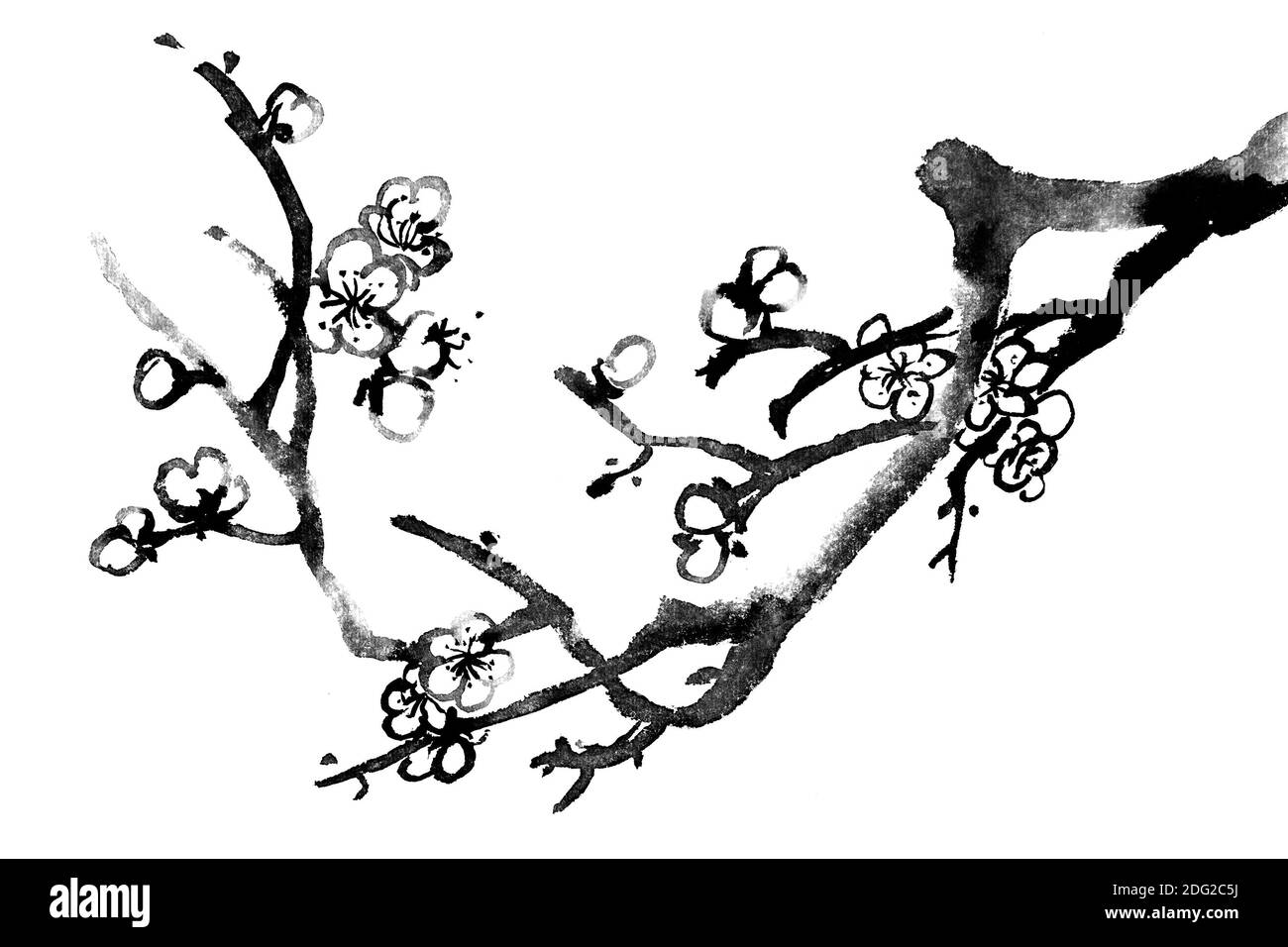 Chinese plum blossom painting Cut Out Stock Images & Pictures - Alamy