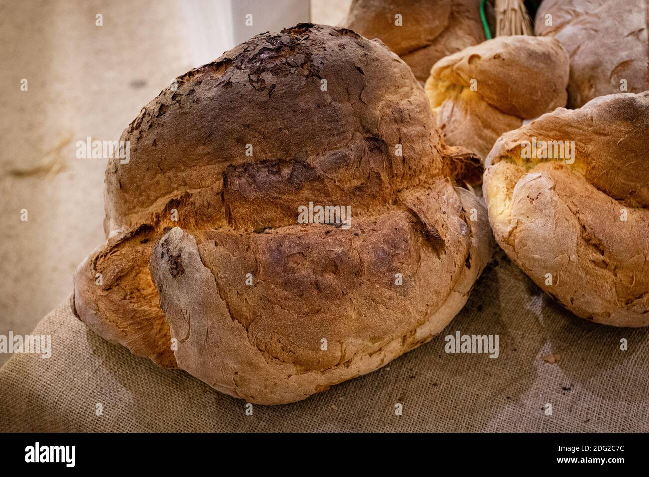 The delicious Altamura bread called u sckuanète made of durum wheat ...