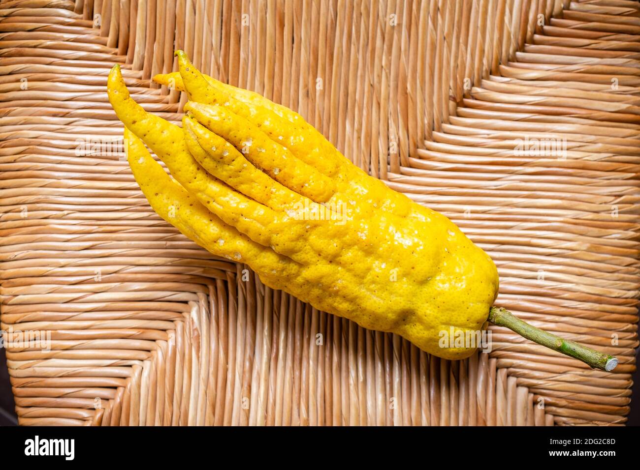 Unusually shaped citron called fingered citron or Buddha's hand Stock ...