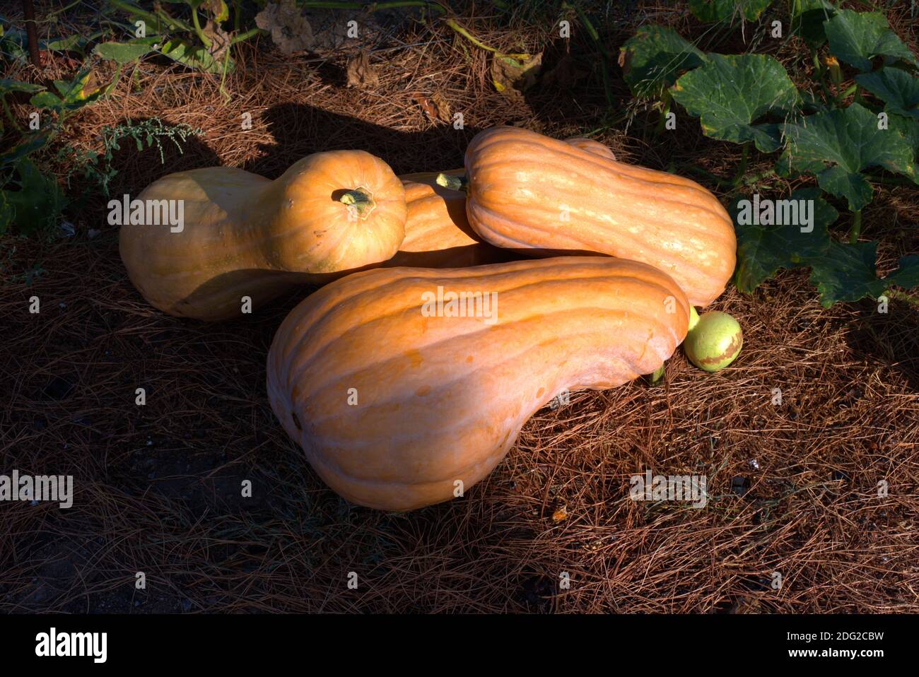 A pile of ripe freshly picked long pumpkins on a straw-covered ground ...
