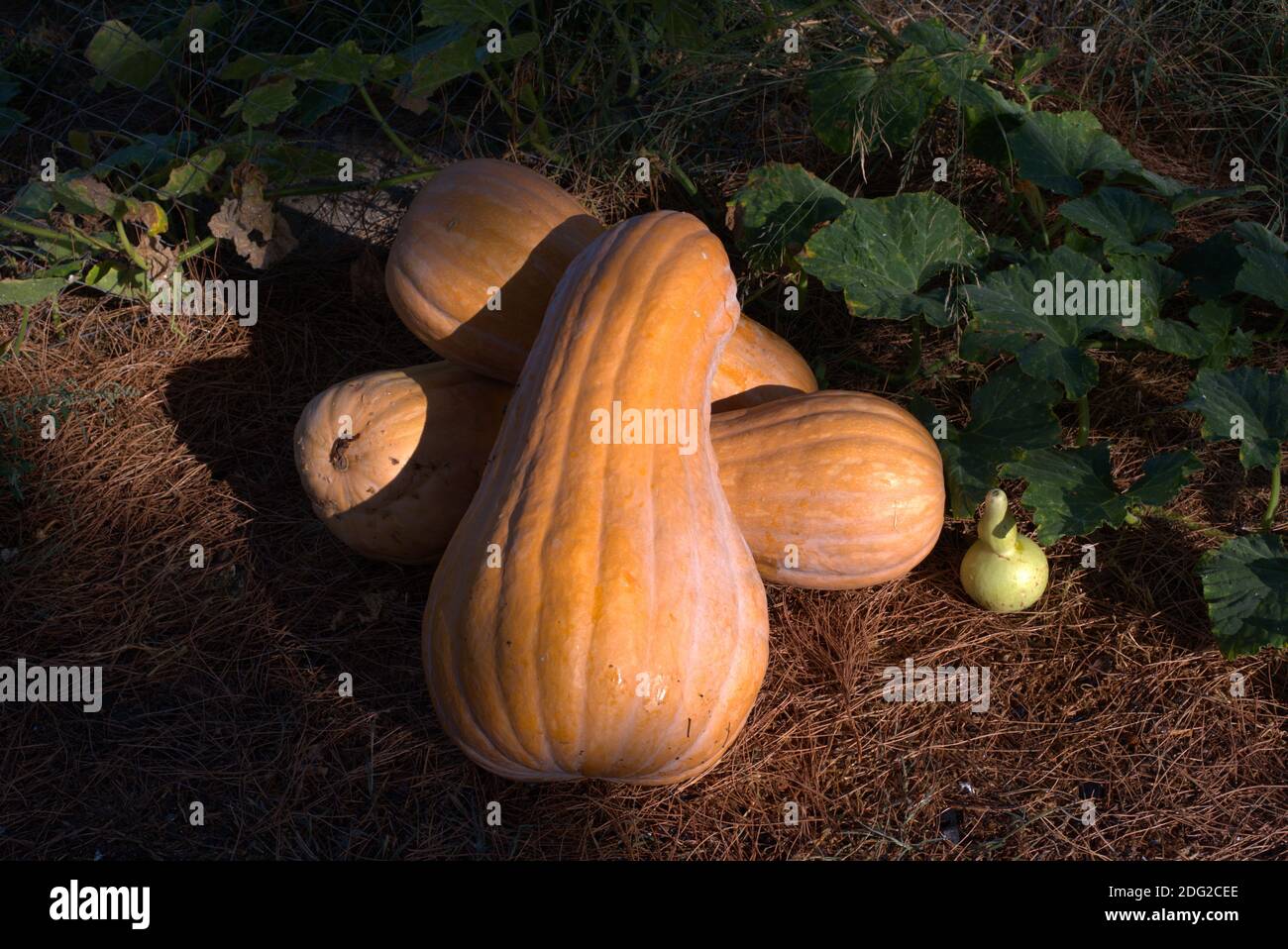A pile of ripe freshly picked long pumpkins on a straw-covered ground ...
