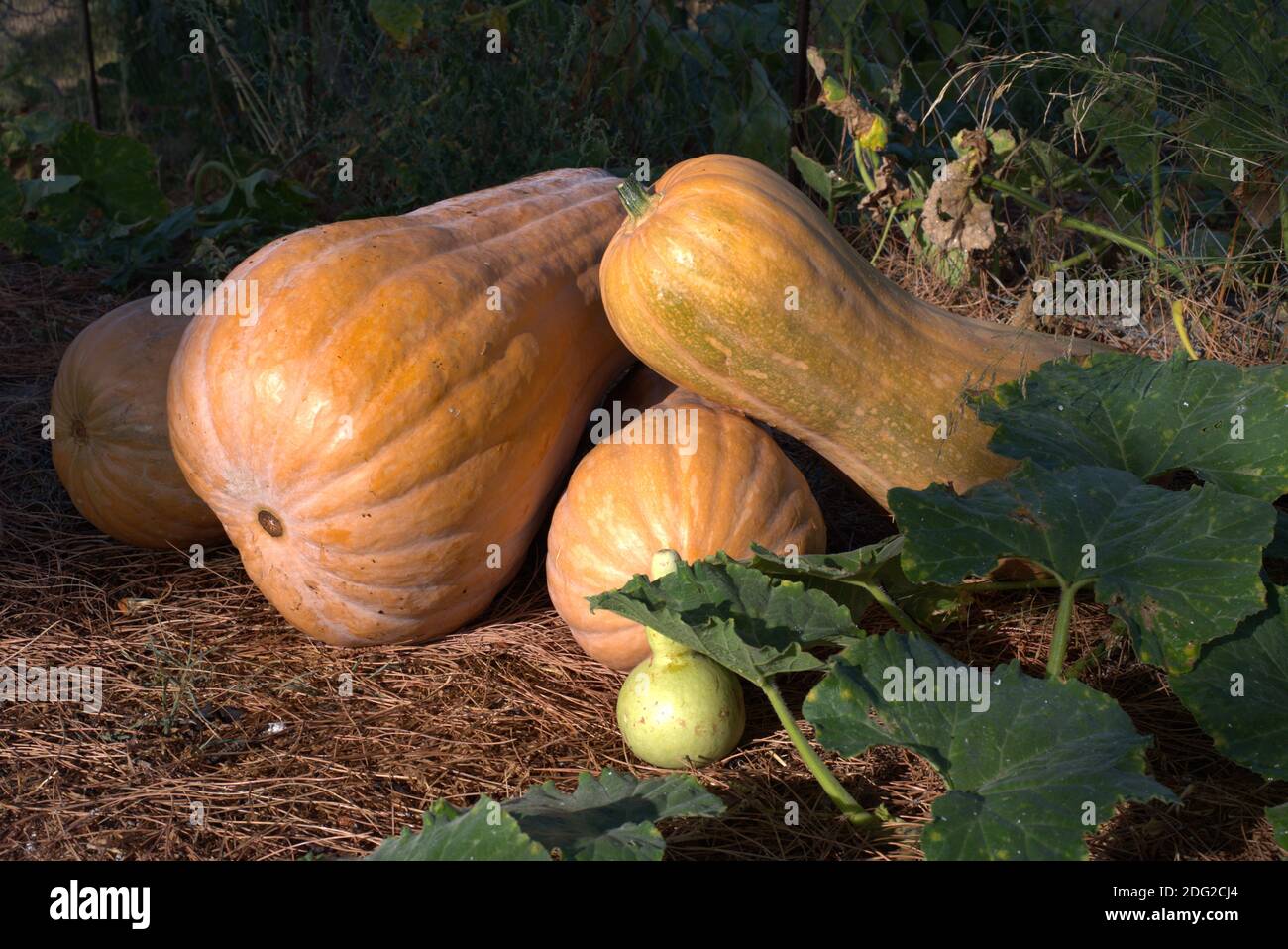 A pile of ripe freshly picked long pumpkins on a straw-covered ground ...