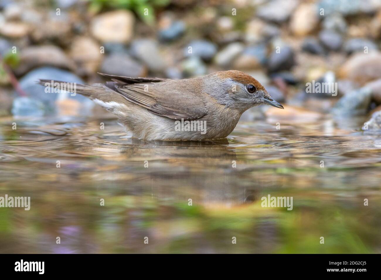 Sylvia atricapilla weiblich hi-res stock photography and images - Alamy