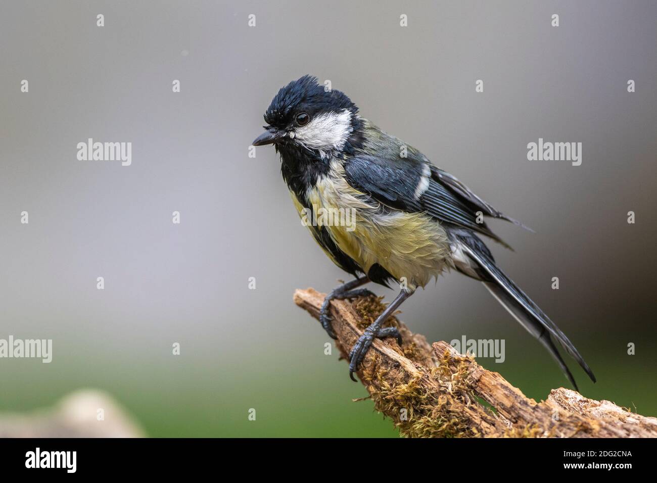 Adult parus major hi-res stock photography and images - Alamy