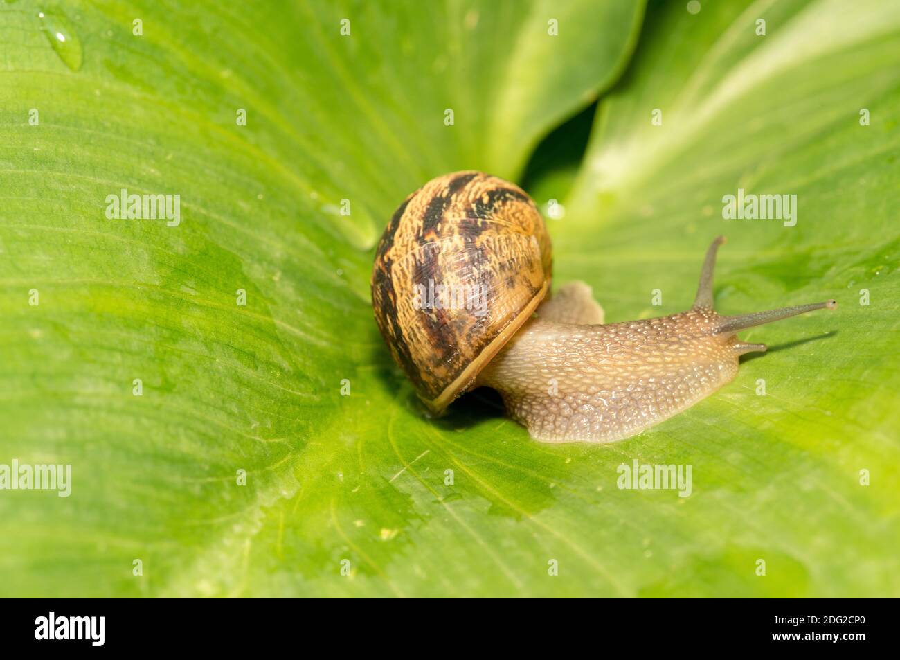 Snail eating a leaf hi-res stock photography and images - Alamy