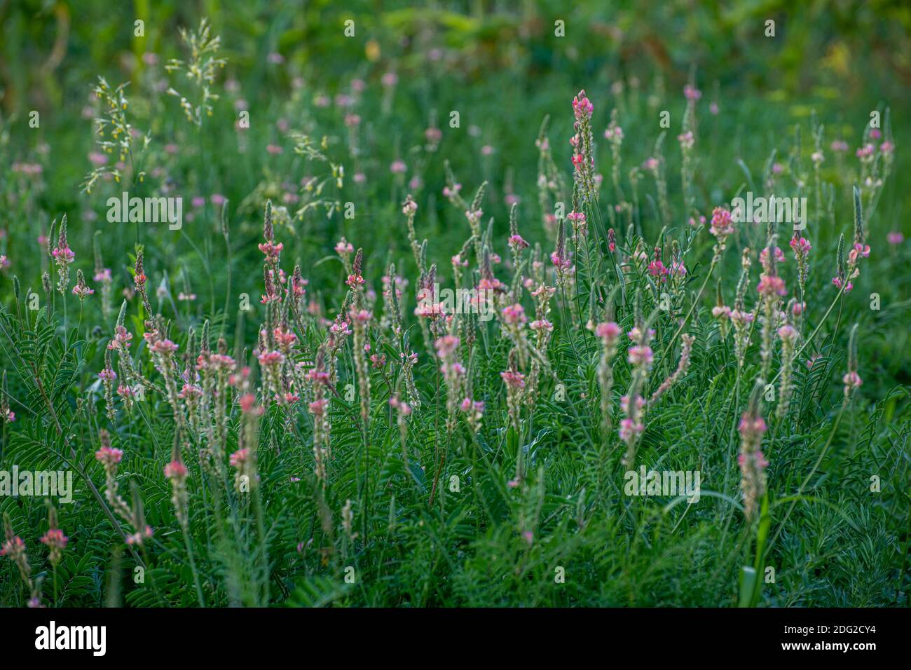 Bluegrass land hi-res stock photography and images - Alamy