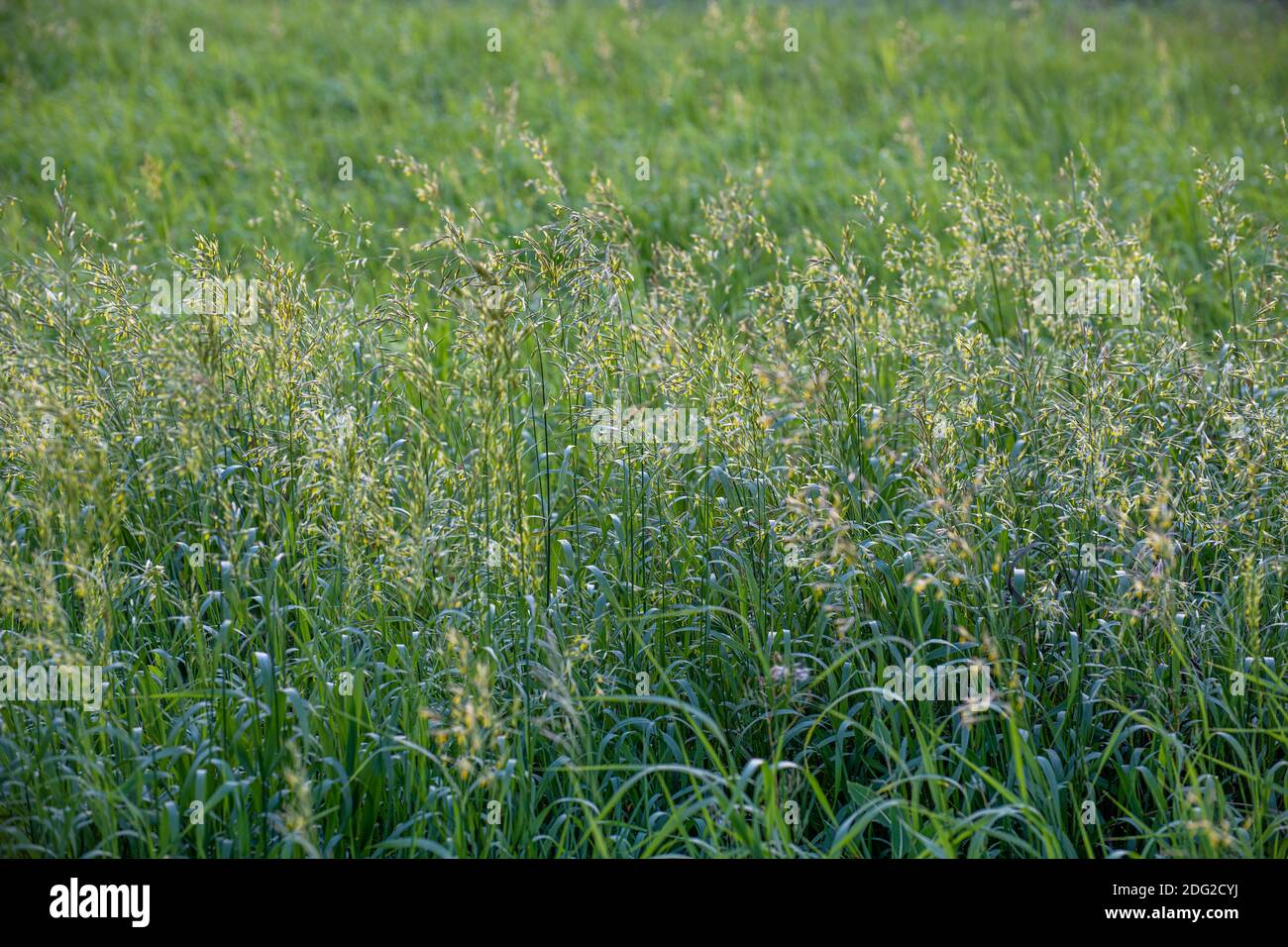 Bluegrass land hi-res stock photography and images - Alamy