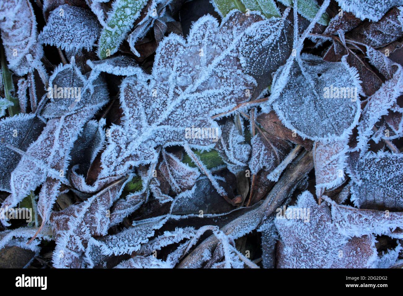 Frost On Leaves