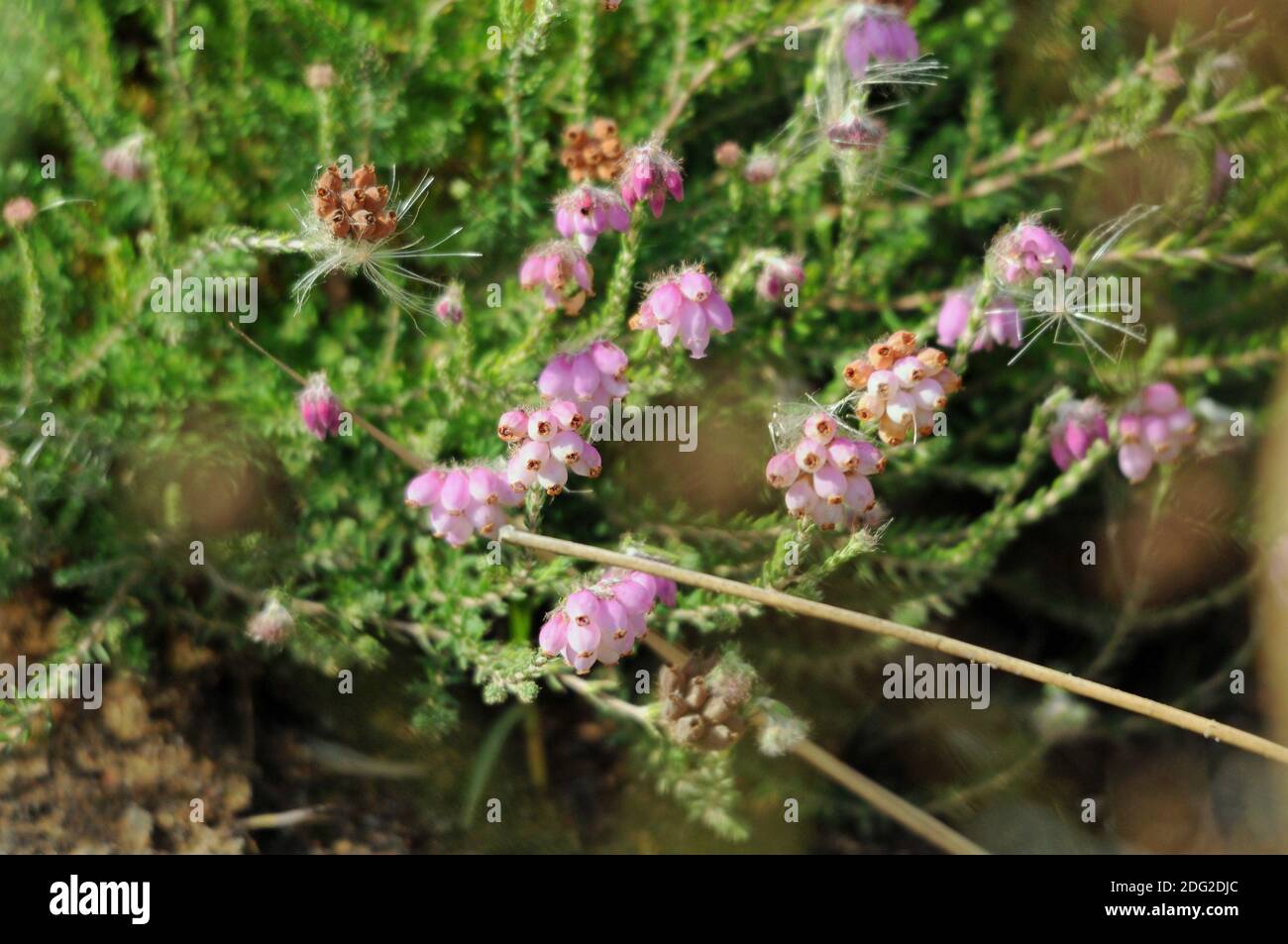 Nationalpark schleswig holstein hi-res stock photography and images - Alamy