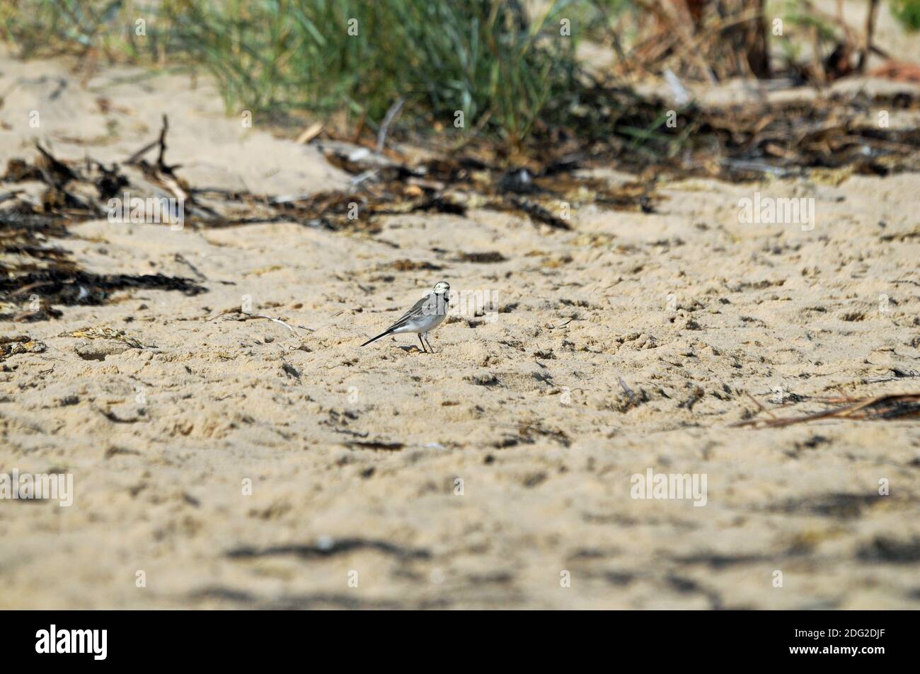 Dwarf beach runner Stock Photo - Alamy