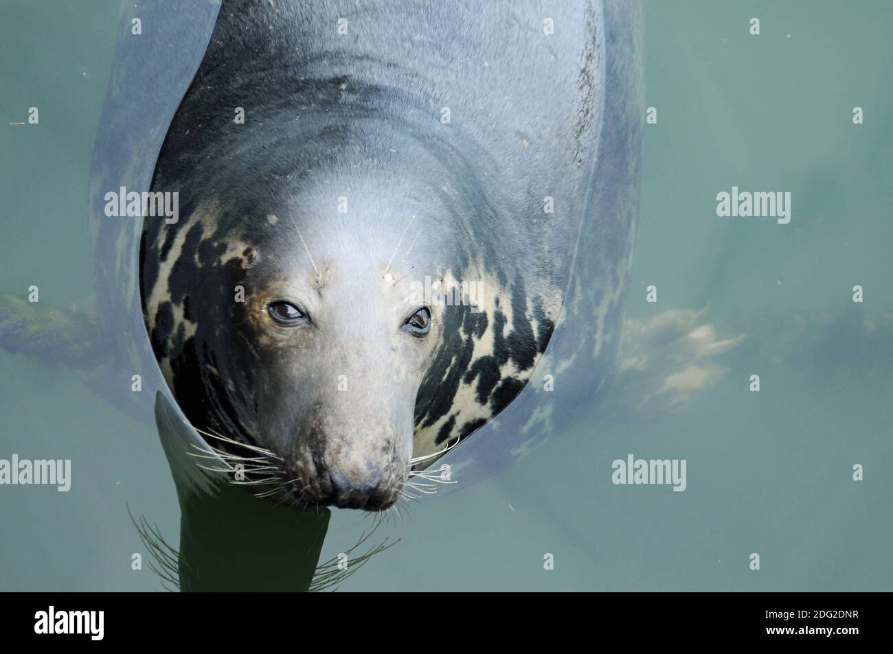 Seal gray hi-res stock photography and images - Alamy