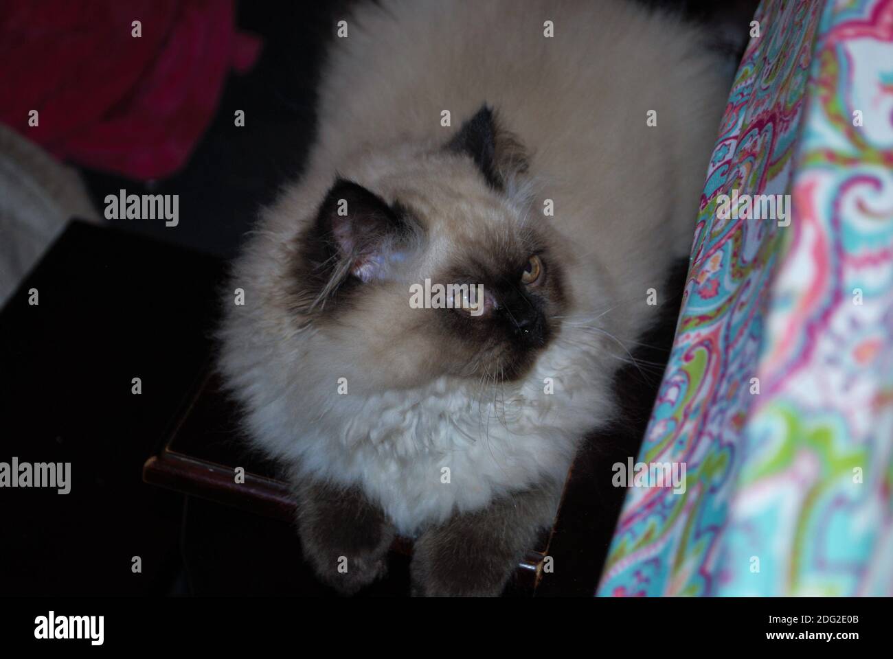 itty bitty Himalayan kitten looking nervously into the distance Stock ...