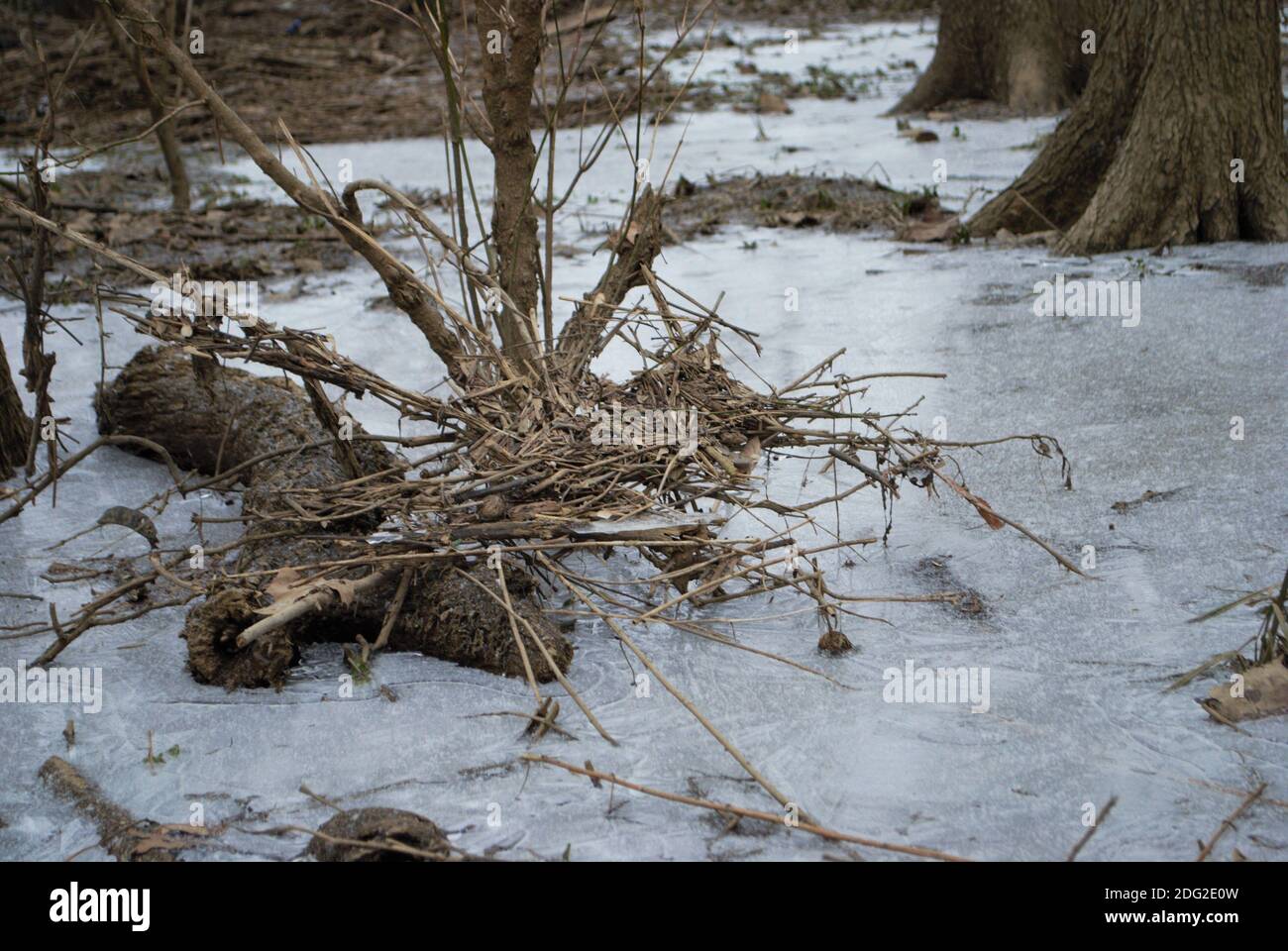 Winter scene of an ice covered forest close up detail Stock Photo - Alamy
