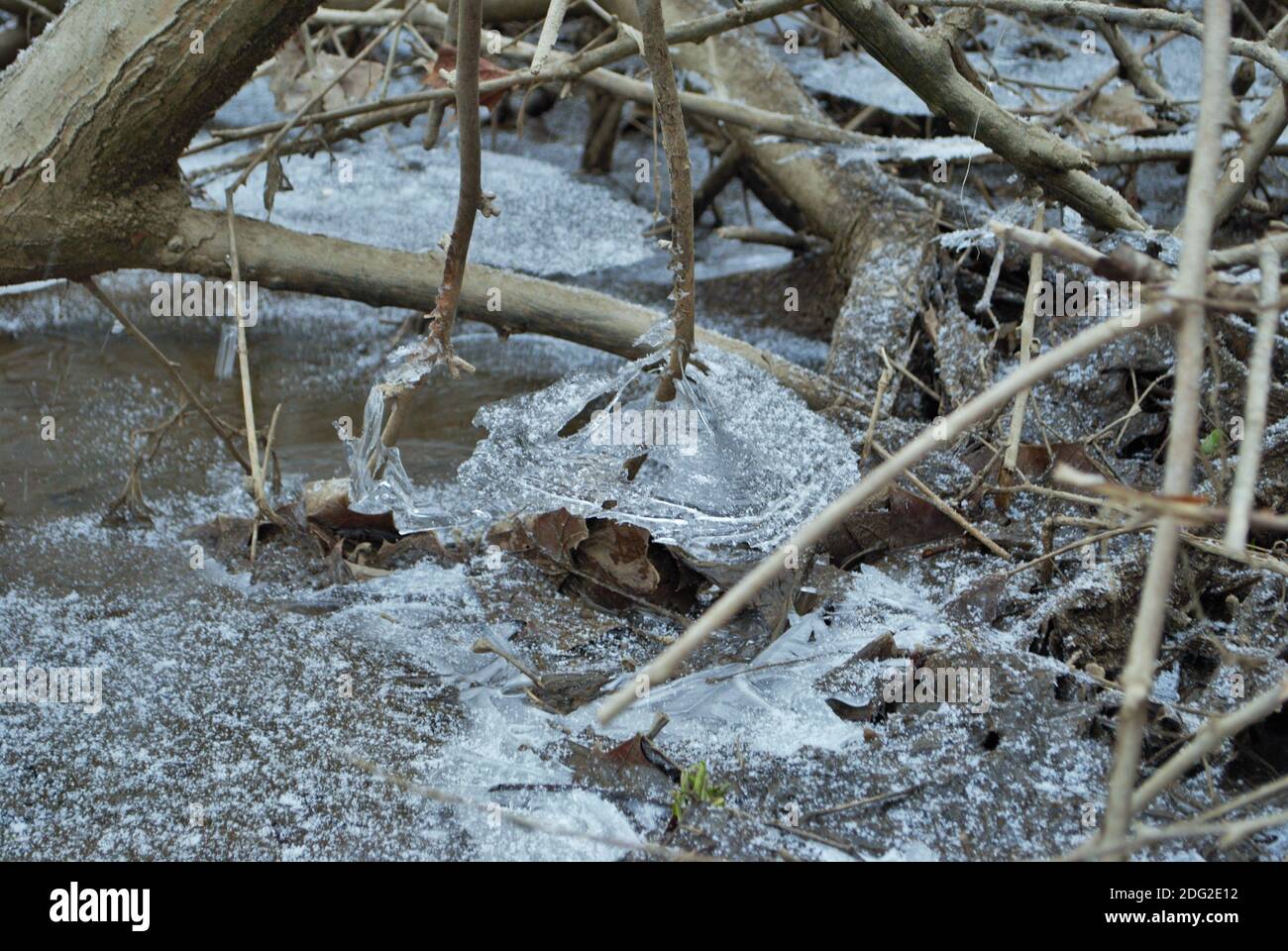 Winter scene of an ice covered forest close up detail Stock Photo - Alamy