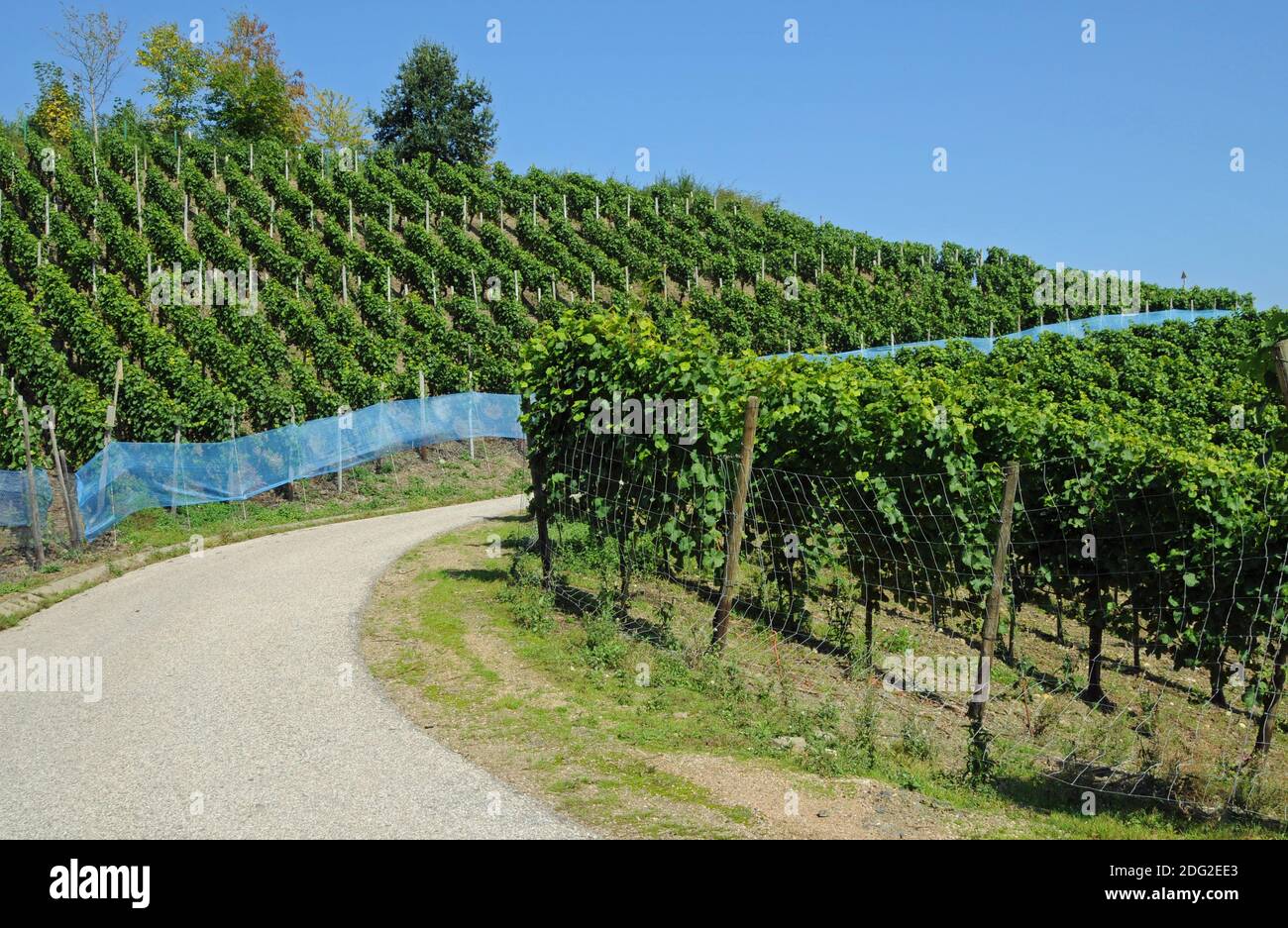 Wein anbau hi-res stock photography and images - Alamy
