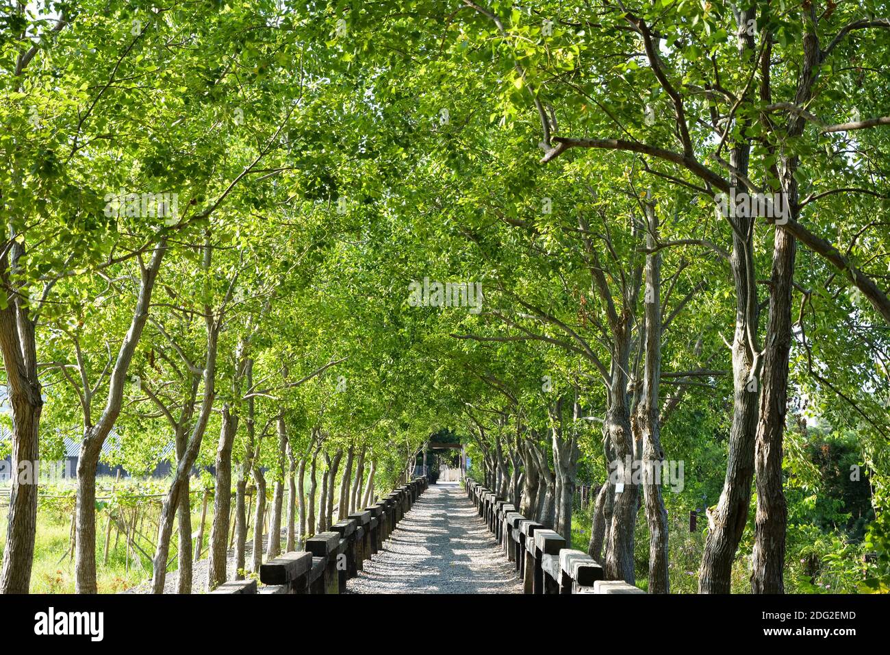 Tree lined highway hi-res stock photography and images - Alamy