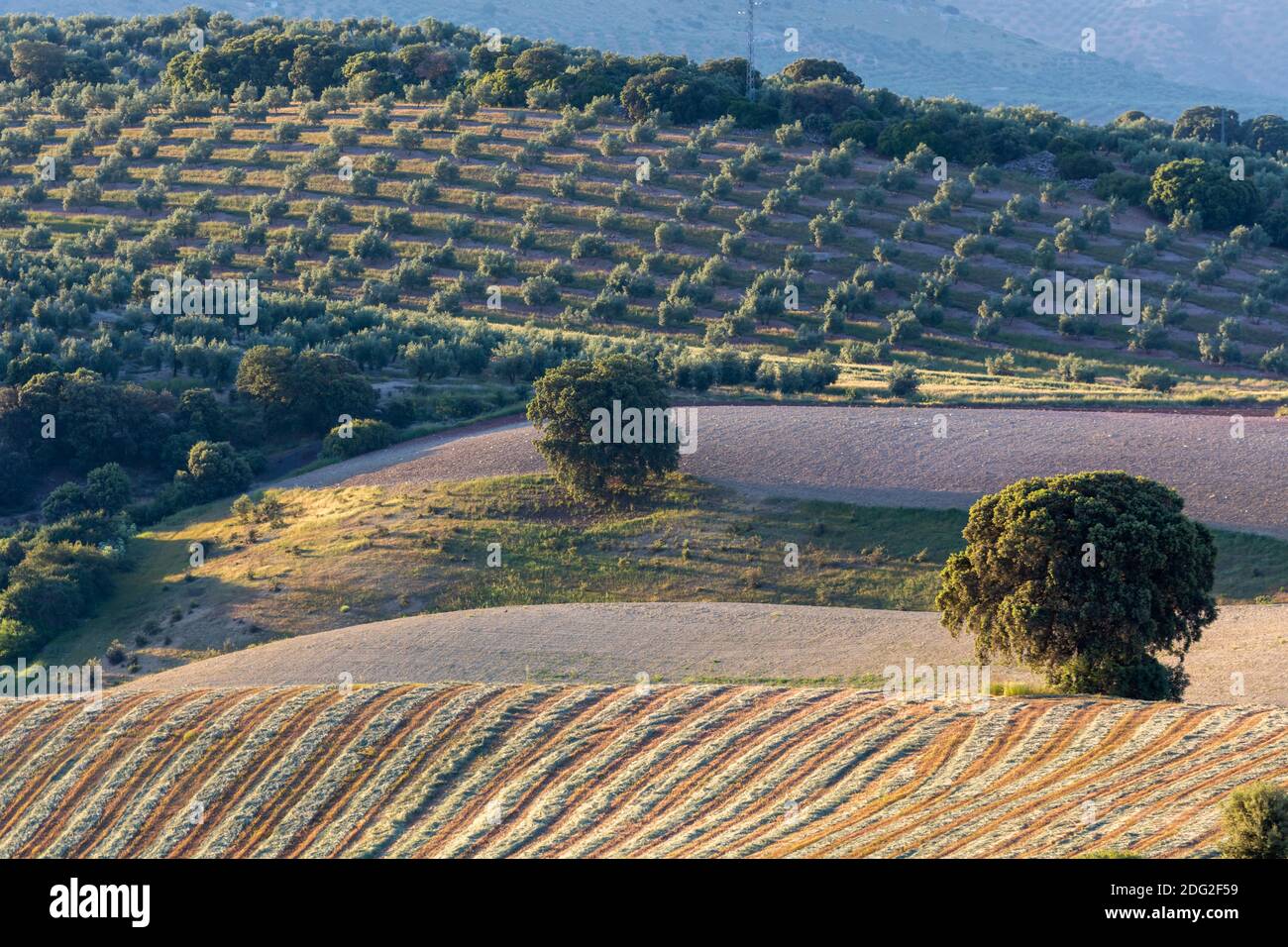 Andalusian rural landscape at sunrise with hills and different types of ...