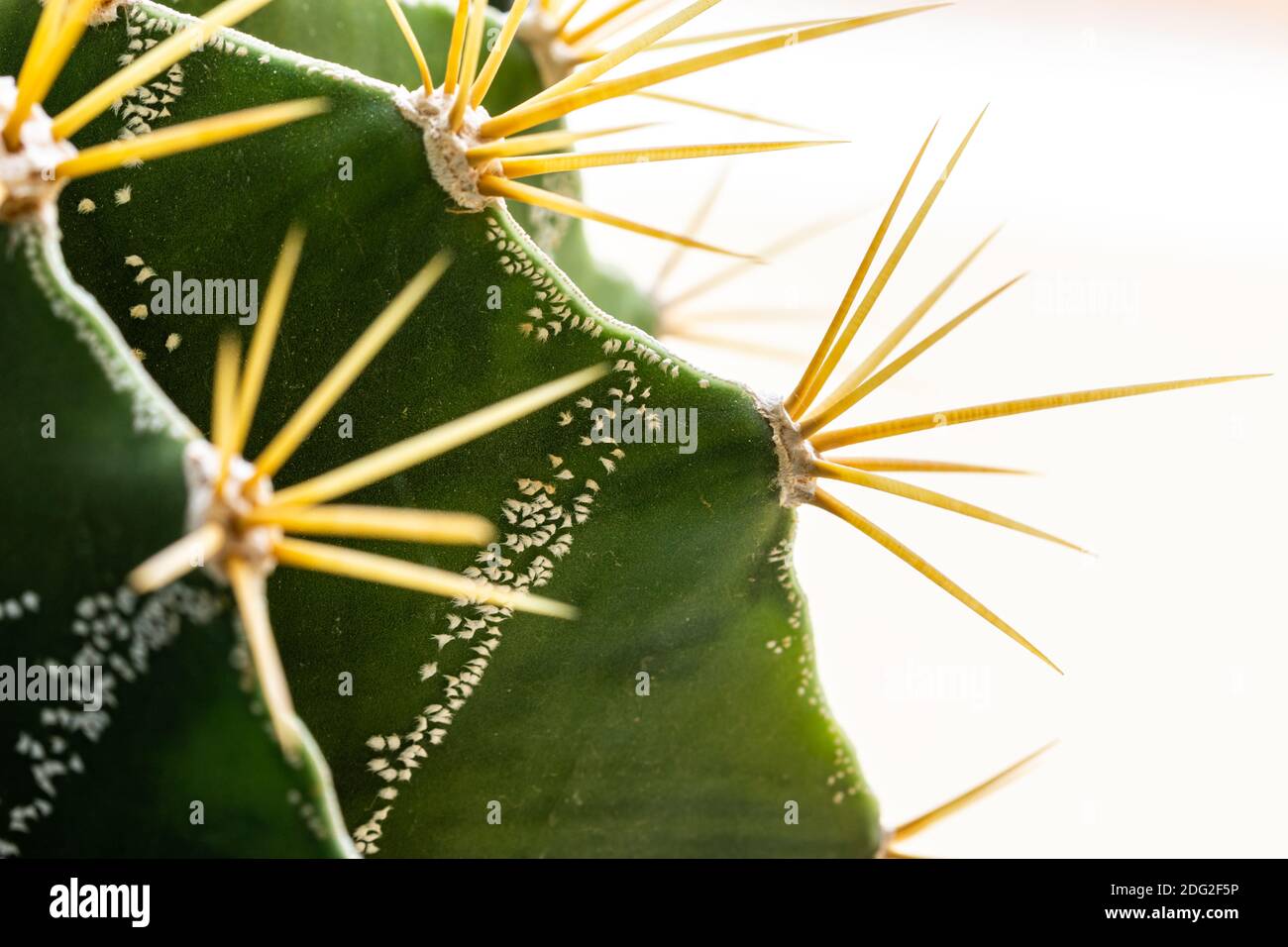 Detail of a green cactus with large yellow thorns Stock Photo - Alamy