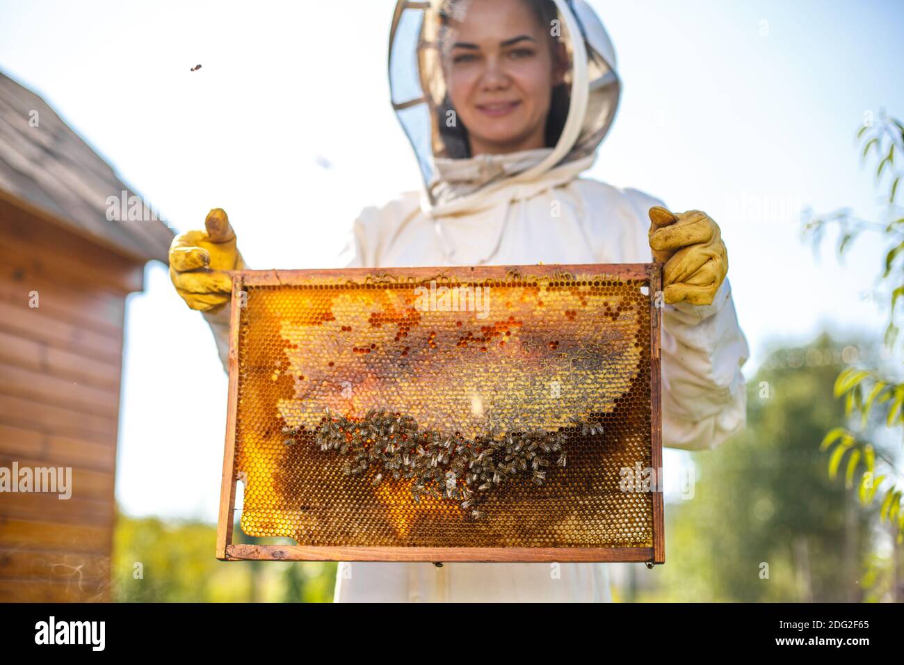 Young female beekeeper hold wooden frame with honeycomb. Collect honey ...