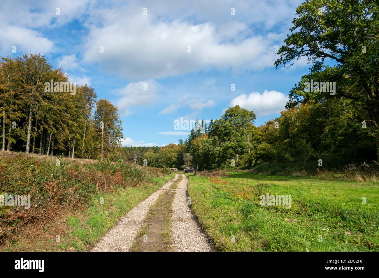 farm track in the English countryside. Logging track Stock Photo - Alamy