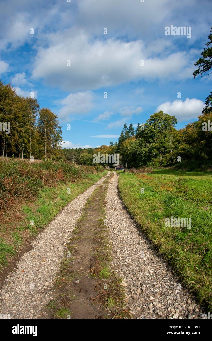farm track in the English countryside. Logging track Stock Photo - Alamy