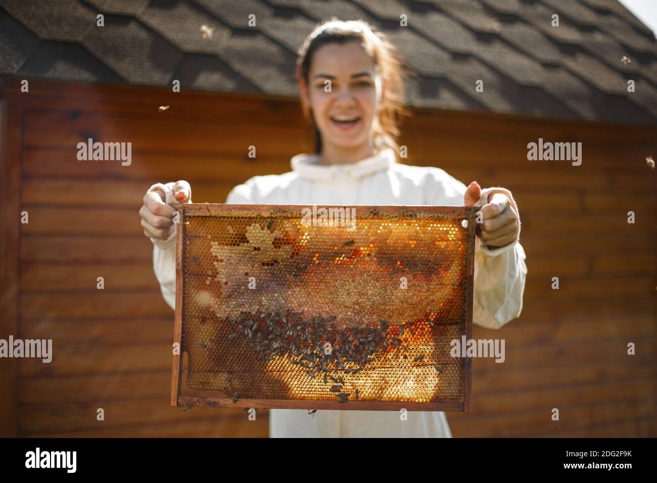 Young female beekeeper hold wooden frame with honeycomb. Collect honey ...