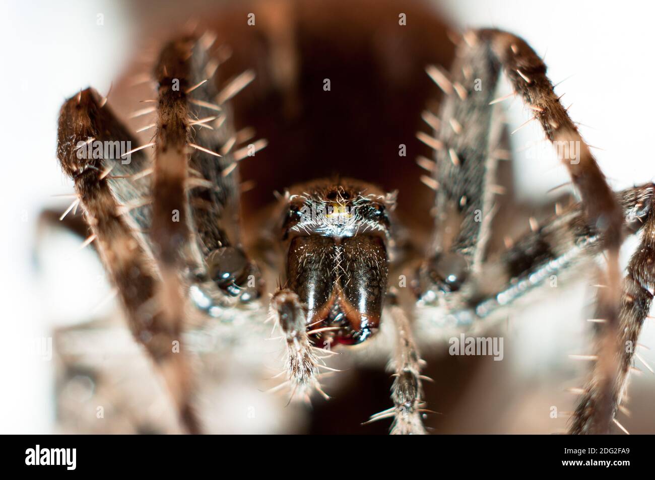Big spider macro hi-res stock photography and images - Alamy