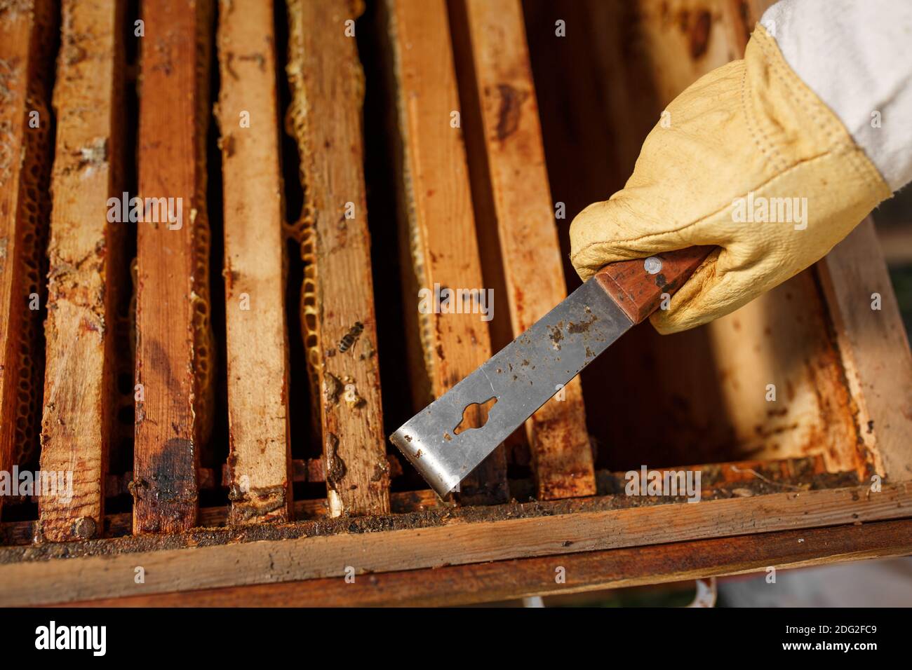 Beekeeper pulls out wooden frame with honeycomb from beehive using ...