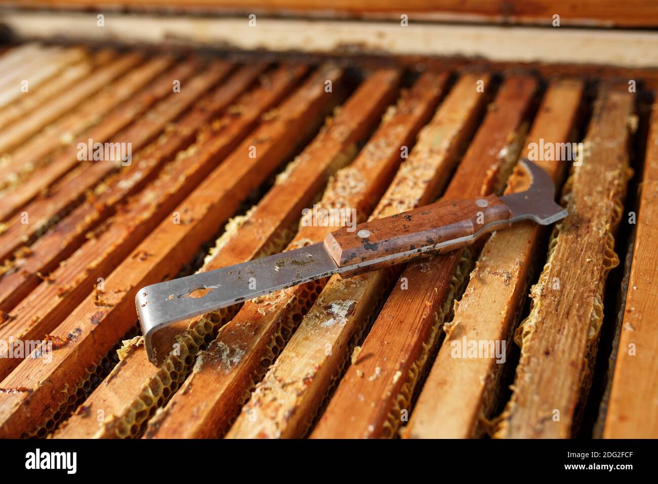 Beekeeper tool lays on opened wooden beehive. Collect honey. Beekeeping ...