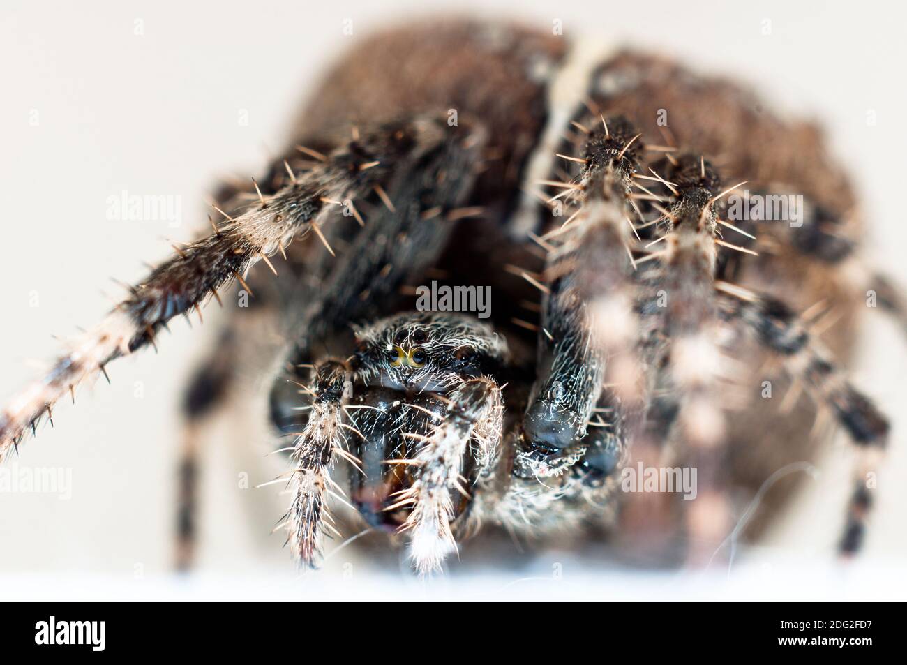 Big spider macro hi-res stock photography and images - Alamy