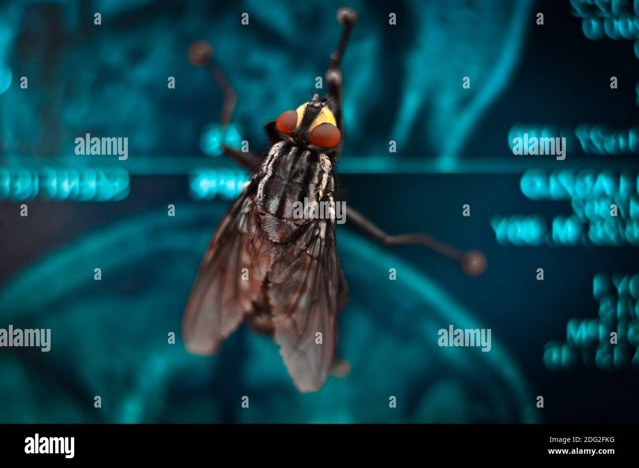 Big red eye hi-res stock photography and images - Alamy