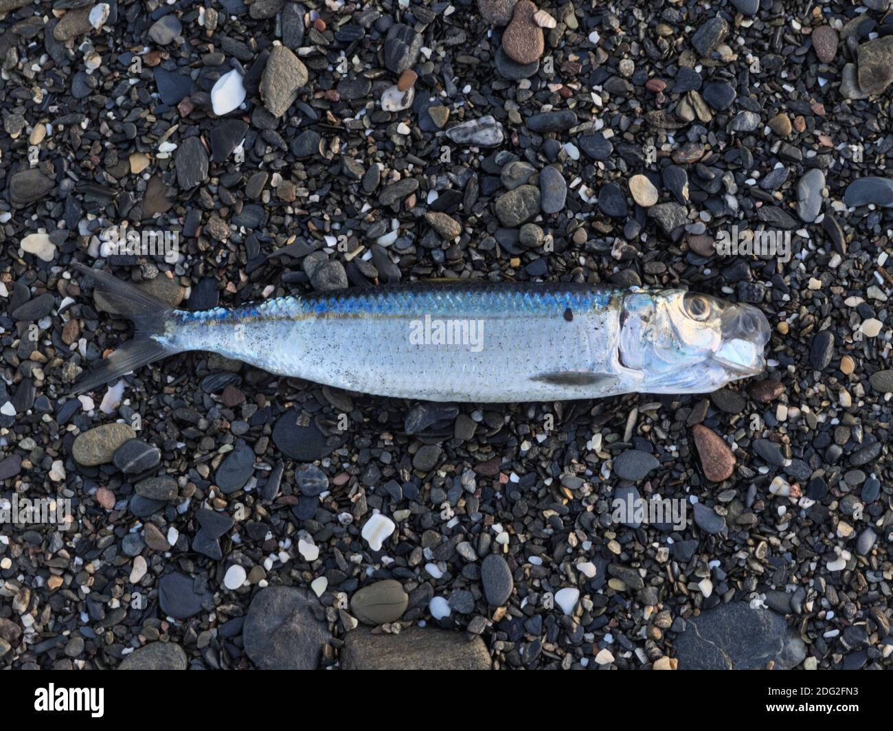 Dead poisoned fish lies on the seashore, environmental pollution Stock ...