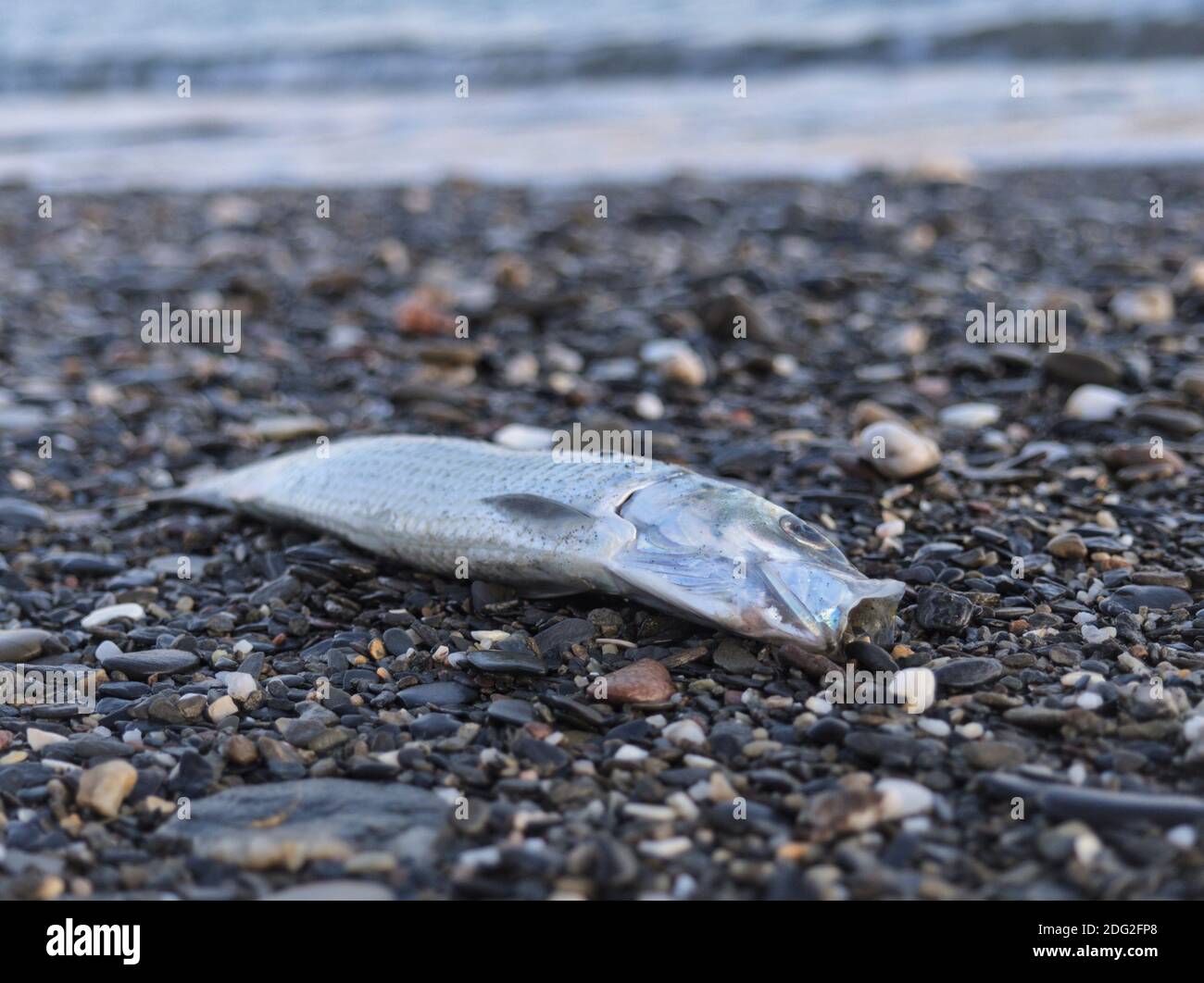 Dead poisoned fish lies on the seashore, environmental pollution Stock ...