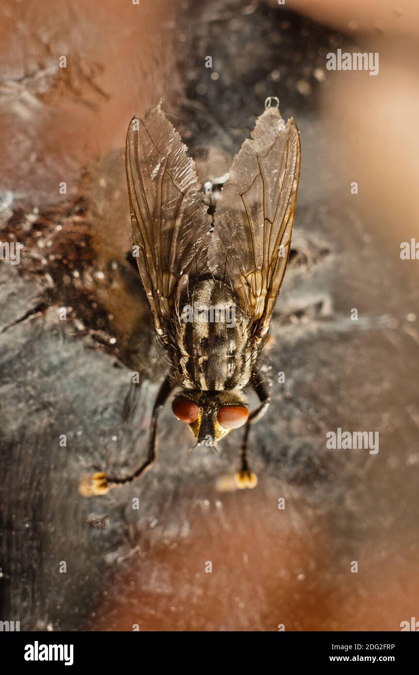 Sharp nasty hi-res stock photography and images - Alamy