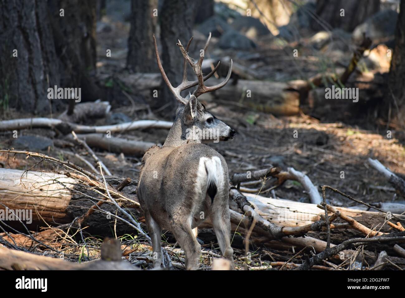 A mule deer (Odocoileus hemionus) with large antlers and black tail ...
