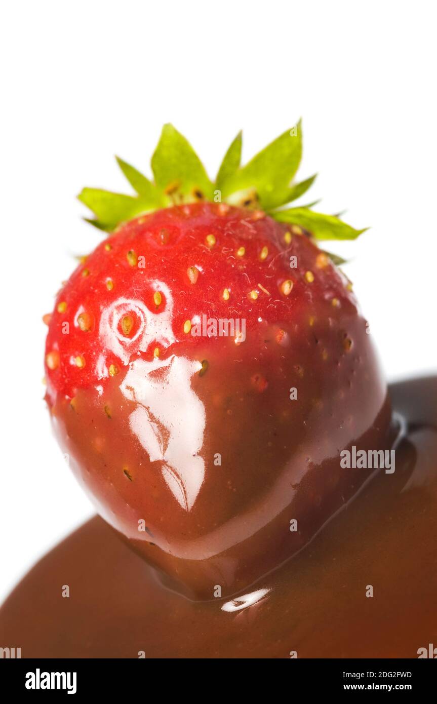 Fresh strawberry fruit in chocolate on white. A chocolate dipped ripe ...