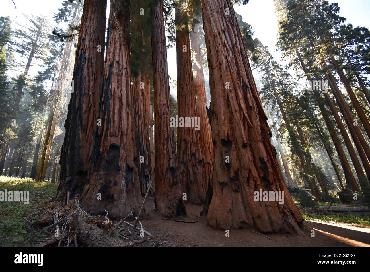 The Parker Group, cluster of Giant Sequoias on Crescent Meadow Road ...