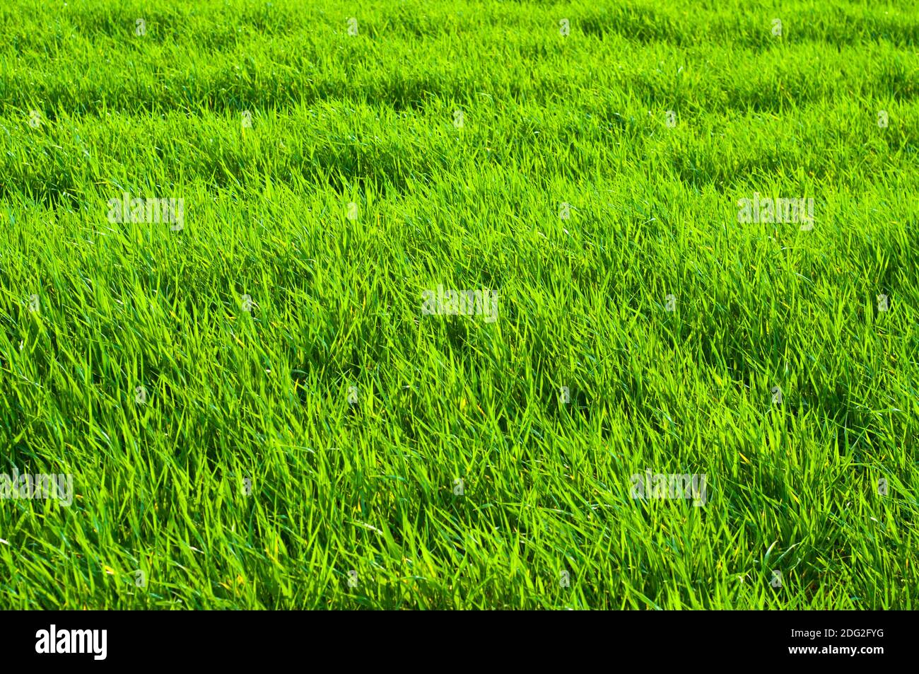 Beautiful green grass texture Stock Photo - Alamy