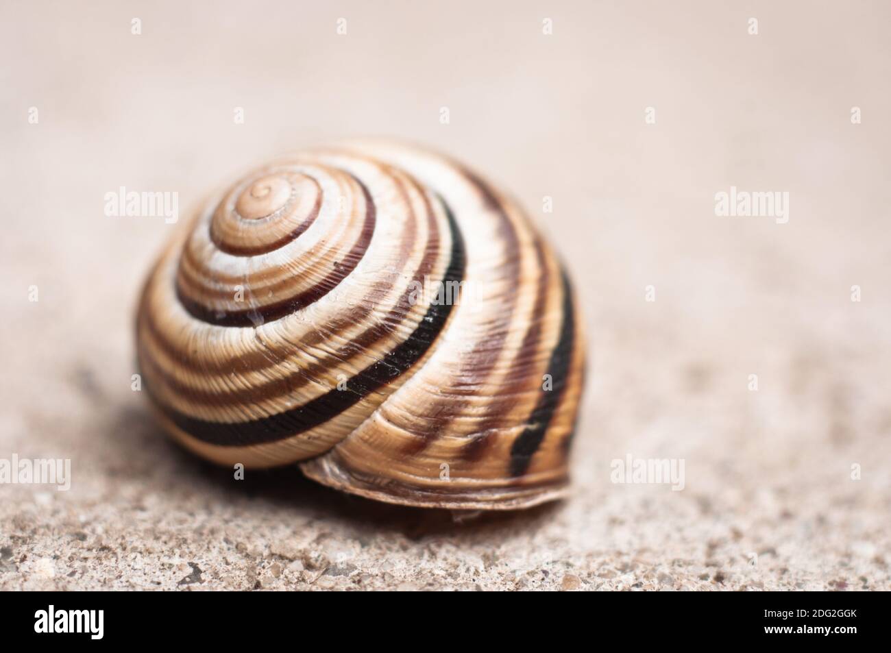 Prehistoric Crustacean High Resolution Stock Photography and Images - Alamy