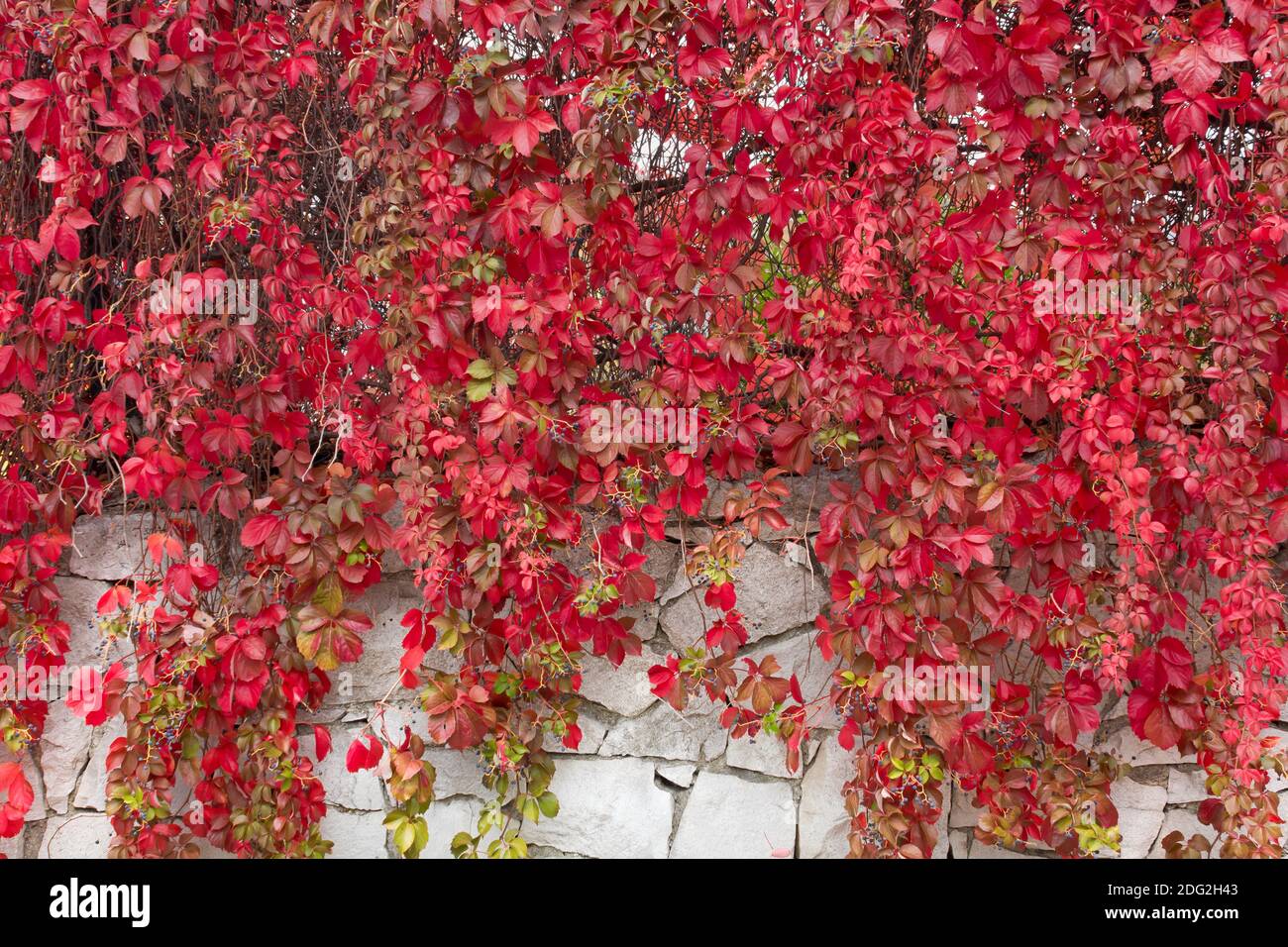 Hedge climbing plant hi-res stock photography and images - Alamy