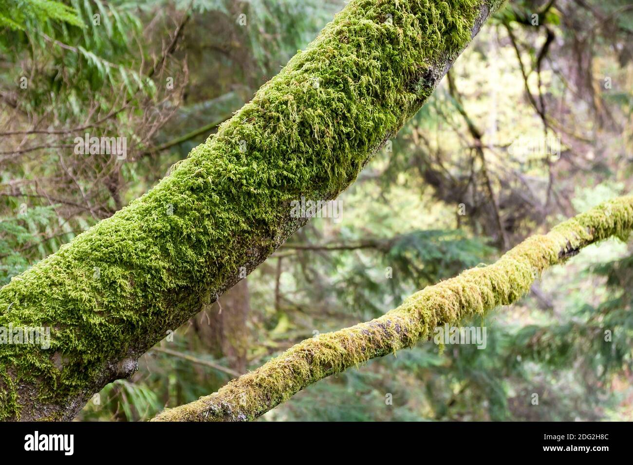 Moss growing on a tree branch on the banks of the Capilano River in ...