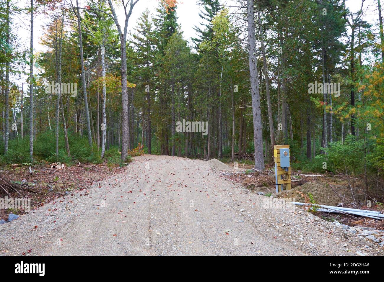A newly cleared section of woods, forest is now an unpaved access road ...